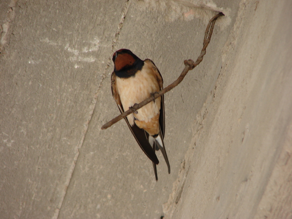 Barn Swallow from Perdika 180 10, Greece on April 30, 2010 at 06:02 AM ...