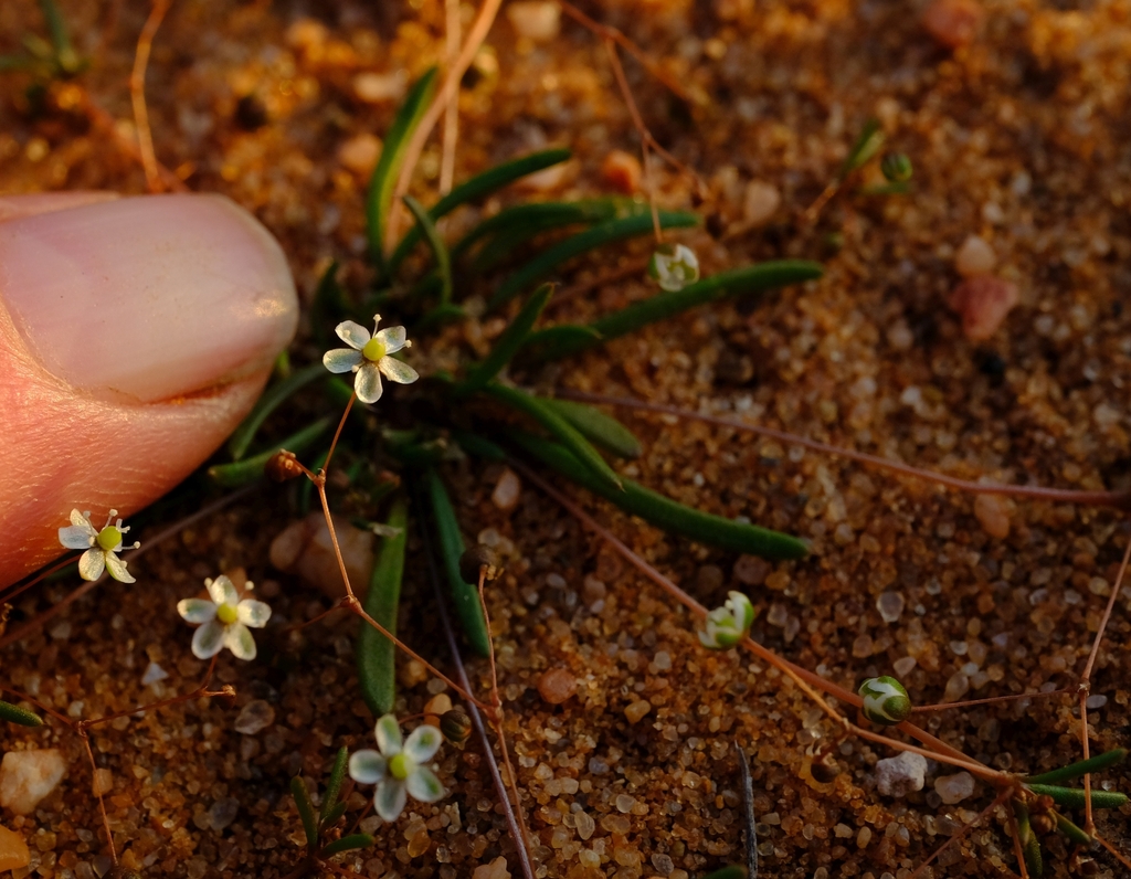 Cave Spookasem from g5 on August 6, 2023 at 06:15 PM by Nick Helme ...