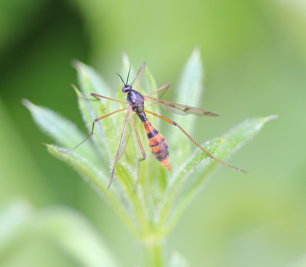 Ptychoptera quadrifasciata from Brandeis, Waltham, MA 02453, USA on 03 ...