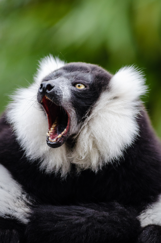 Lemurs (Lemuroidea) - Know Your Mammals