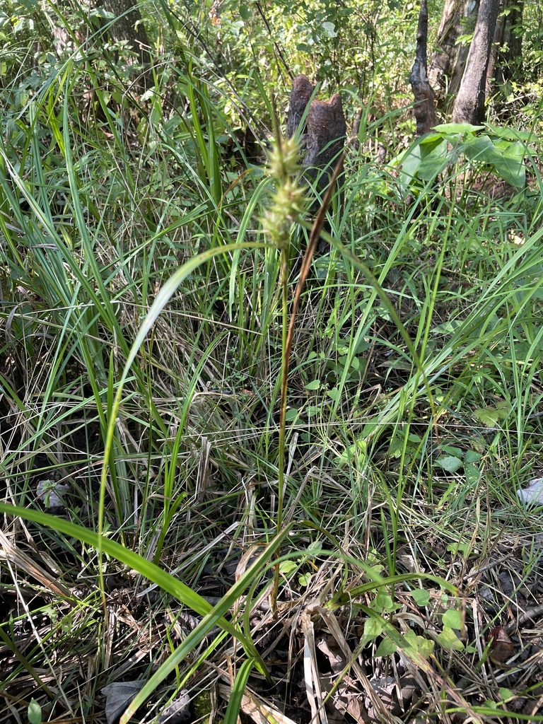 hop sedge in August 2023 by terryskinner · iNaturalist