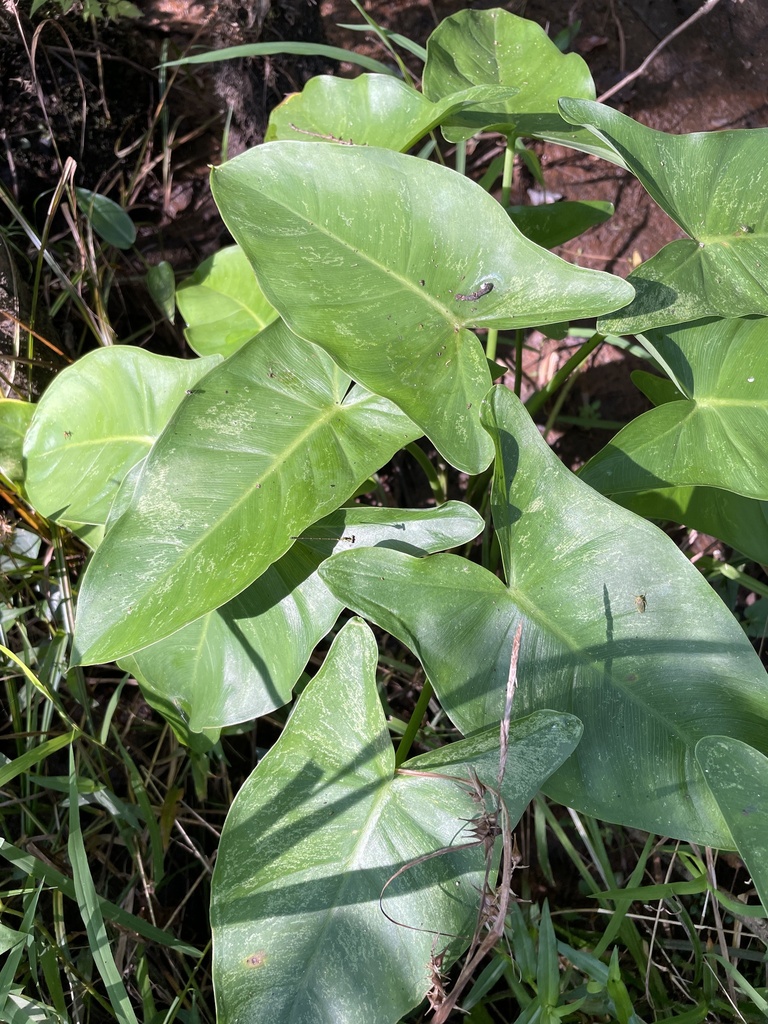 Green Arrow Arum in August 2023 by terryskinner · iNaturalist