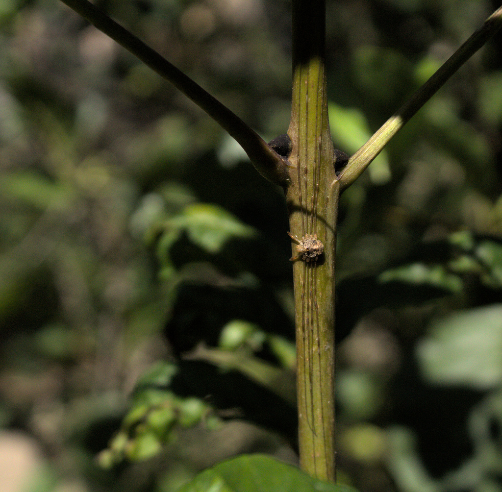 Fork-palped Harvestman from 76660 Bures-en-Bray, France on August 19 ...