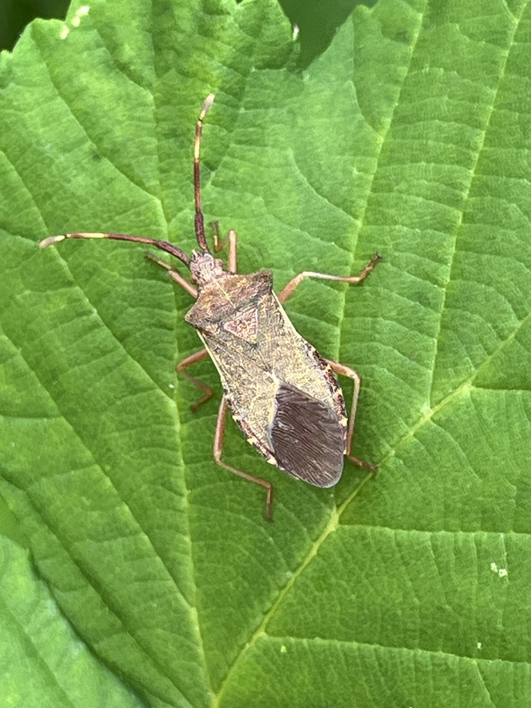 Box Bug from Wandle Meadow Nature Park, London, England, GB on August ...
