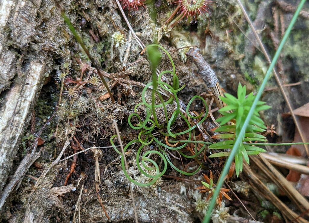 curly grass fern in August 2023 by davidenrique · iNaturalist