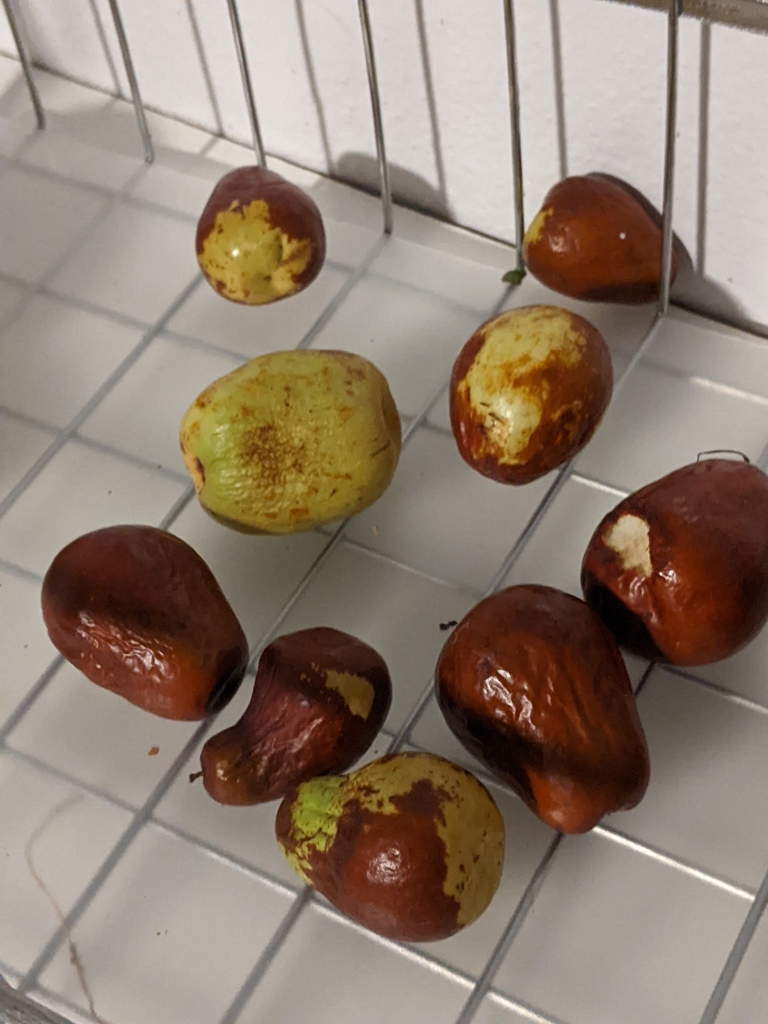 Jujube from Austin, TX 78722, USA on August 18, 2023 at 09:42 PM by ...