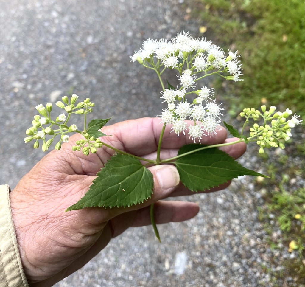 white snakeroot in August 2023 by Bill Blauvelt · iNaturalist