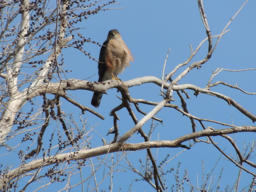 Sharp-shinned Hawk from Dunbar-Manhattan Heights, Lubbock, TX, USA on ...