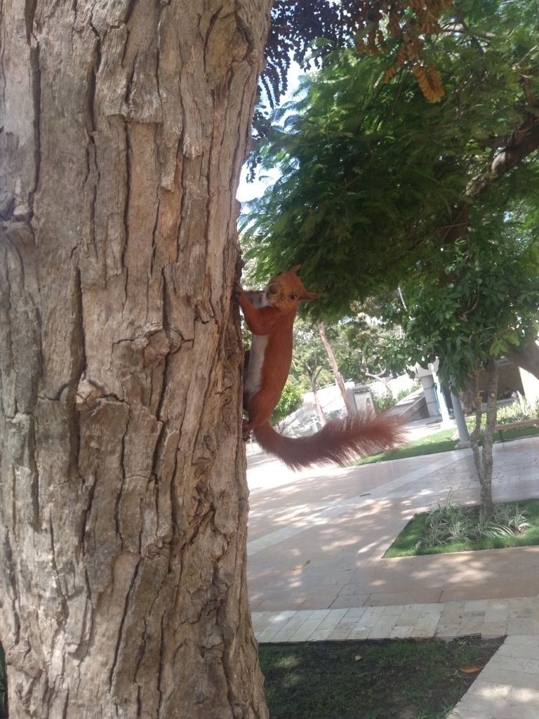 Red-tailed Squirrel from Parque Central, Boston, Barranquilla ...