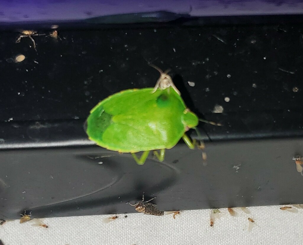 Green Stink Bug from San Saba County, TX, USA on August 15, 2023 at 05: ...