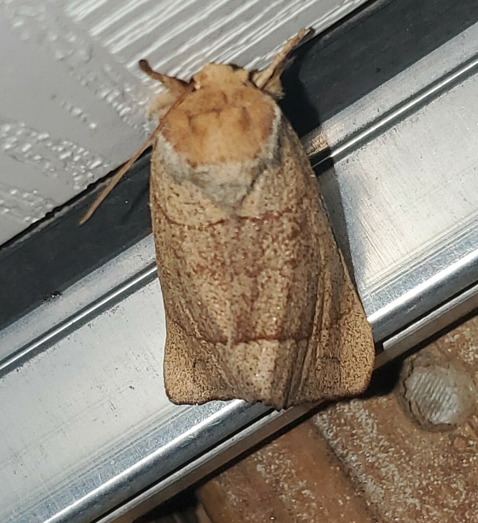 Datana diffidens from San Saba County, TX, USA on August 15, 2023 at 05 ...