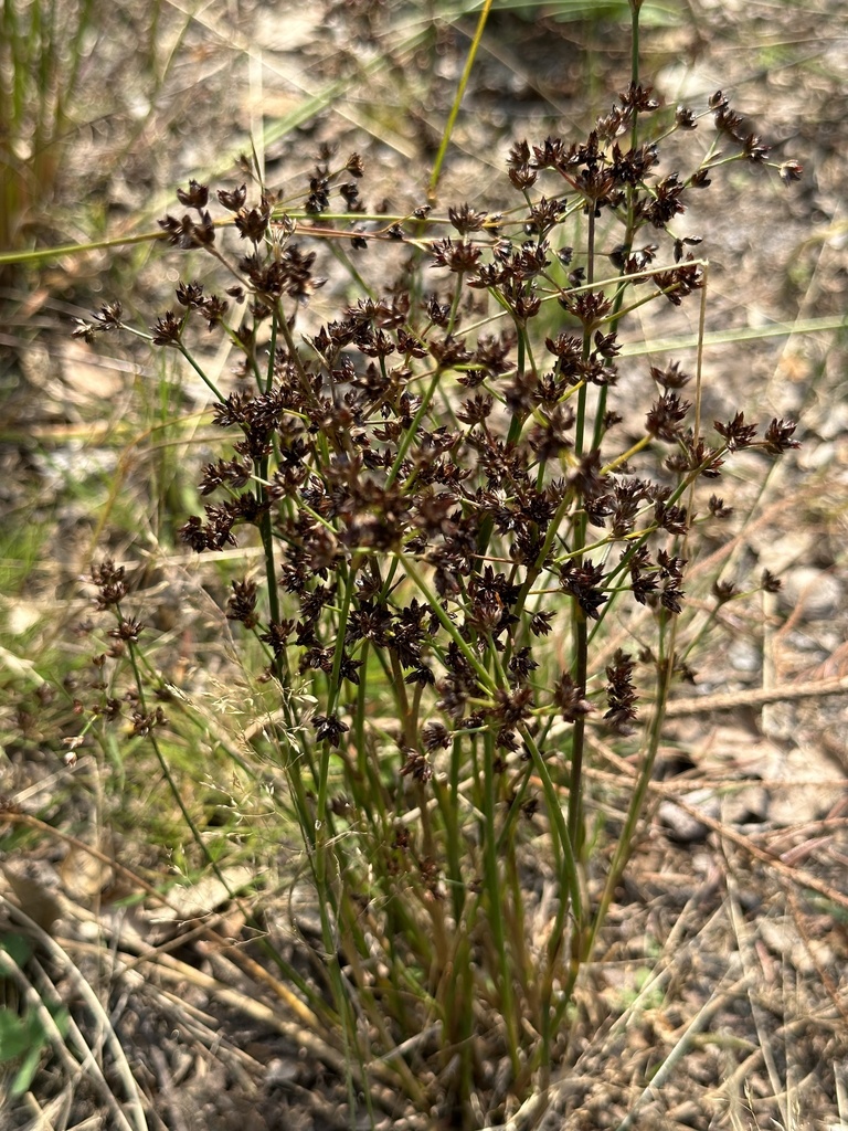 Jointed rush from Cozmeni, Harghita, RO on August 19, 2023 at 11:44 AM ...