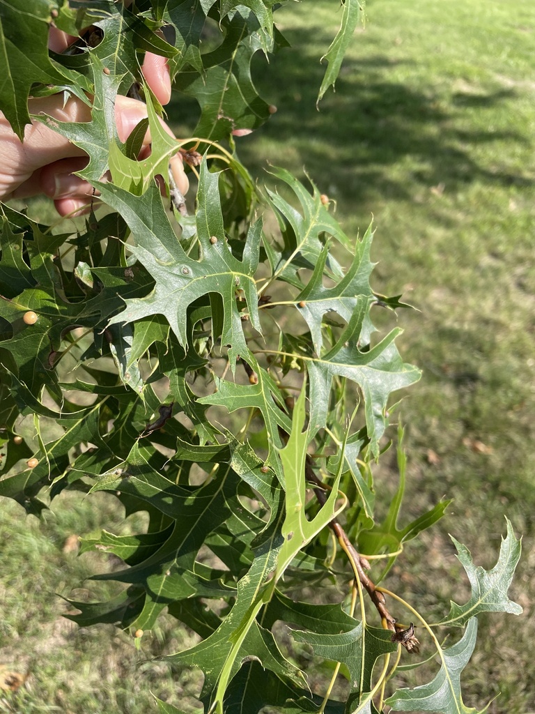 red oaks from Culver-Stockton College, Canton, MO, US on August 19 ...