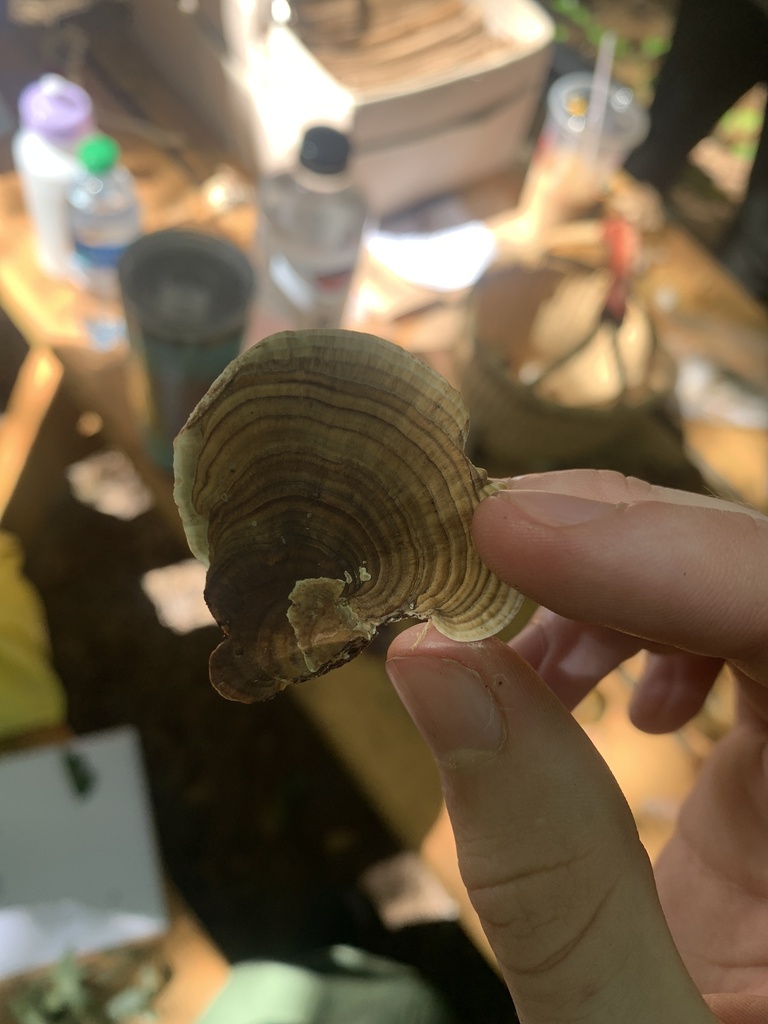 Thin-walled Maze Polypore from Sportsmans Lake Rd NW, Cullman, AL, US ...