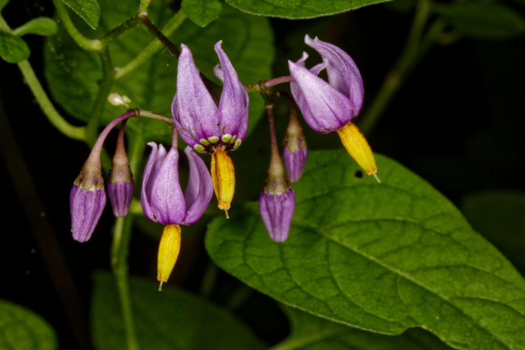 trailing bittersweet from Quartier 5-2, Québec, QC, Canada on August 2 ...
