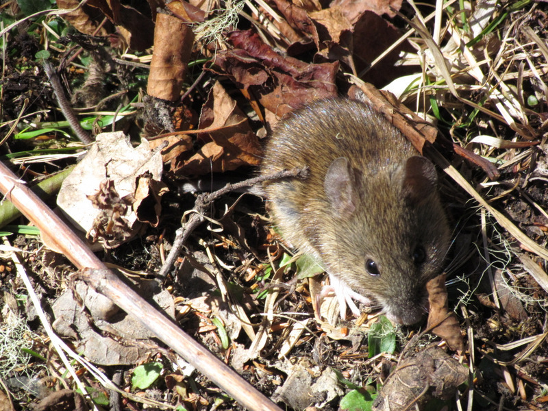 Yunnan Bush Rat from Shangri-La, Deqen, Yunnan, China on March 3, 2013 ...