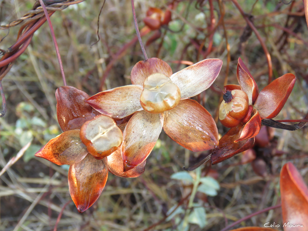 Operculina hamiltonii (Guia de Campo - Botânica - 2023) · iNaturalist