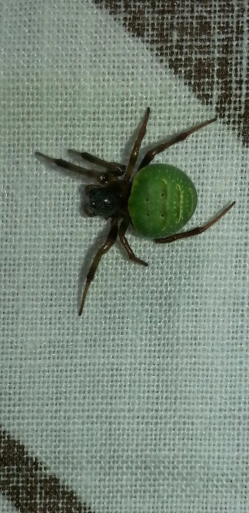 Green-pea Spider from Lira on August 19, 2018 by katiebwug · iNaturalist