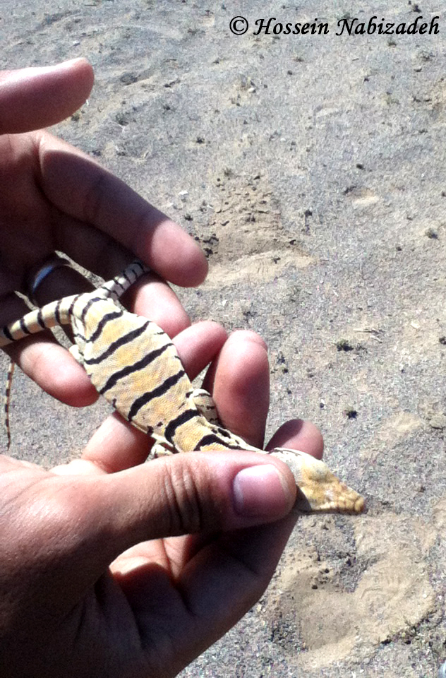 Caspian Monitor from Aran va Bidgol, Isfahan Province, Iran on April 25 ...