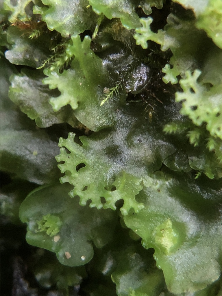 Endive Pellia from Hertfordshire, England, GB on August 19, 2023 at 01: ...