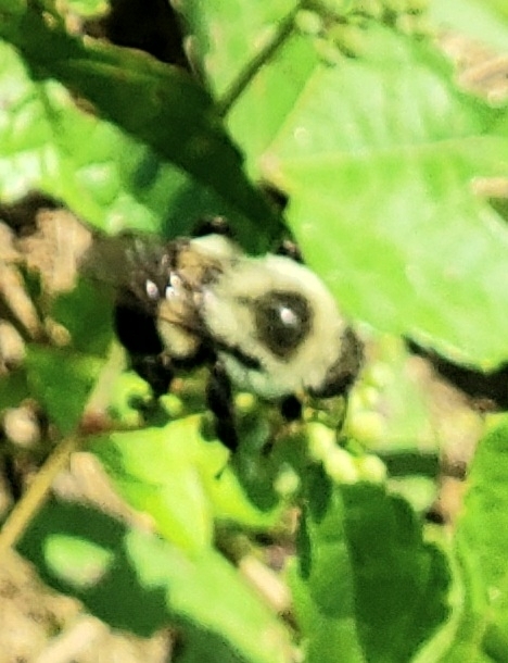 Common Eastern Bumble Bee from Raleigh, NC 27606, USA on August 19 ...