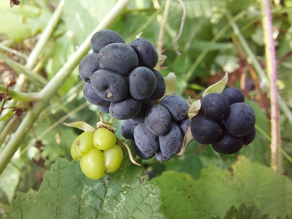 European dewberry from 14730 Giberville, France on August 19, 2023 at ...