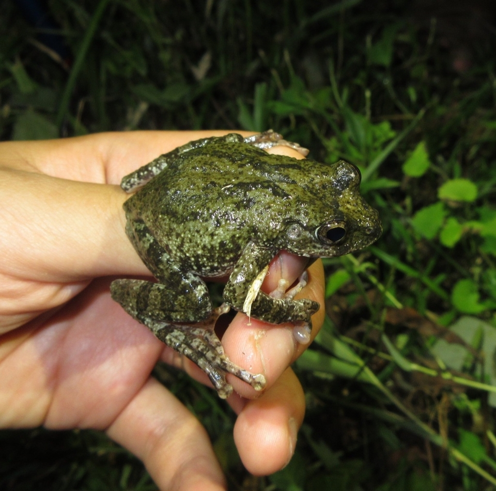 Kajika Frog from 일본 〒689-3316 돗토리현 Saihaku District, 다이센조 도요후사 on ...
