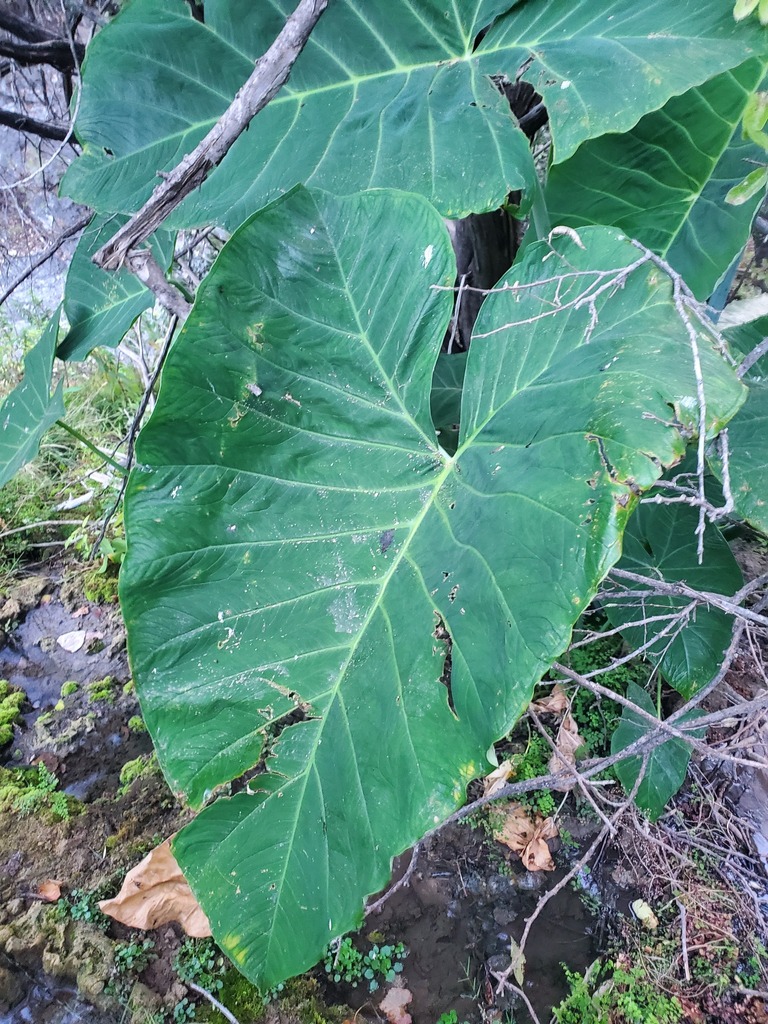 Arrowleaf Elephant's Ear from San Saba County, TX, USA on August 15 ...