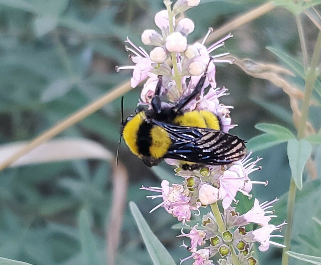 Sonoran Bumble Bee from San Saba County, TX, USA on August 15, 2023 at ...