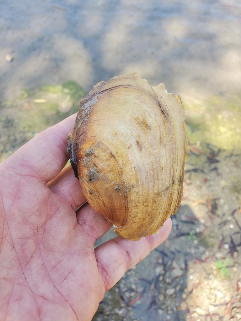 Fragile Papershell from San Saba County, TX, USA on August 15, 2023 at ...