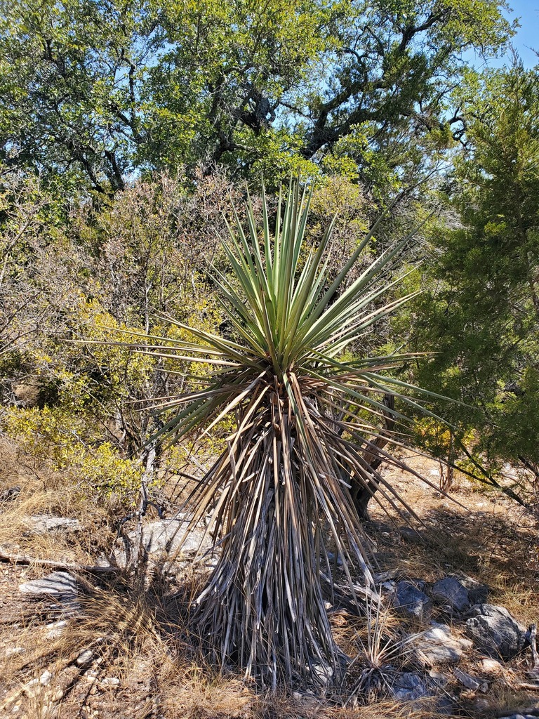 Spanish dagger from San Saba County, TX, USA on August 15, 2023 at 03: ...