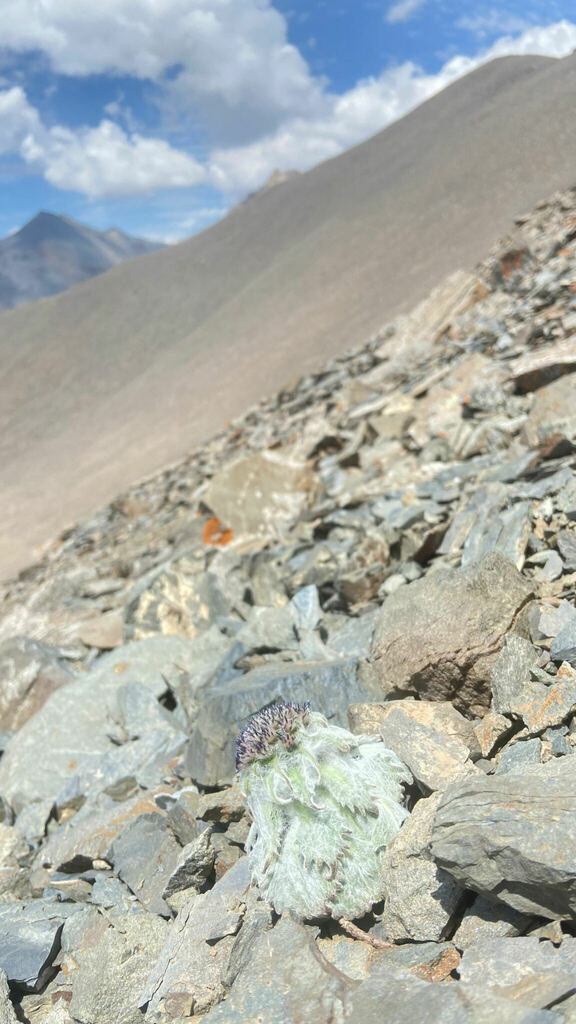 Snow lotus in August 2023 by Mengshuai Ge · iNaturalist