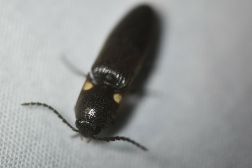 Glowing Click Beetles from Tiger Creek, Florida, USA on August 18, 2023 ...