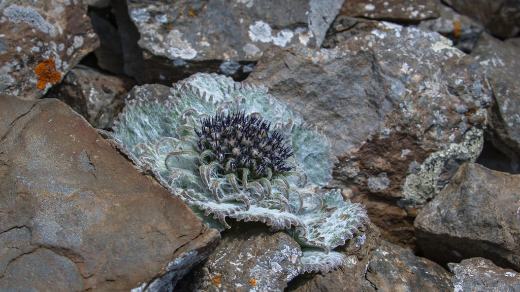 Snow lotus in August 2023 by Mengshuai Ge · iNaturalist