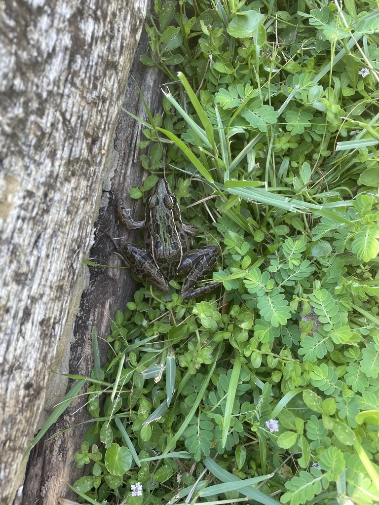Southern Leopard Frog in August 2023 by michelle_lucille. Is this a ...