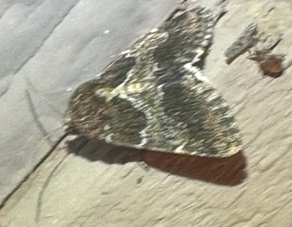 Ragweed Flower Moth from Cheyenne Dr, Woodward, OK, US on August 18 ...