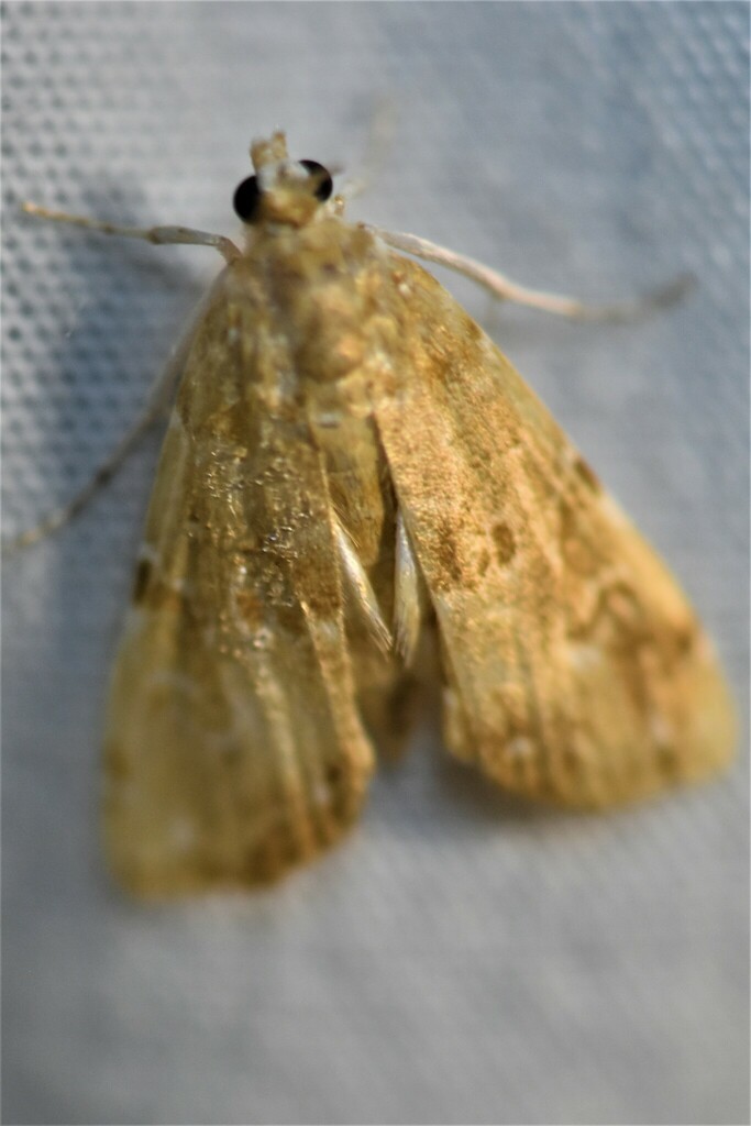 Waterlily Borer Moth from Tiger Creek, Florida, USA on August 18, 2023 ...