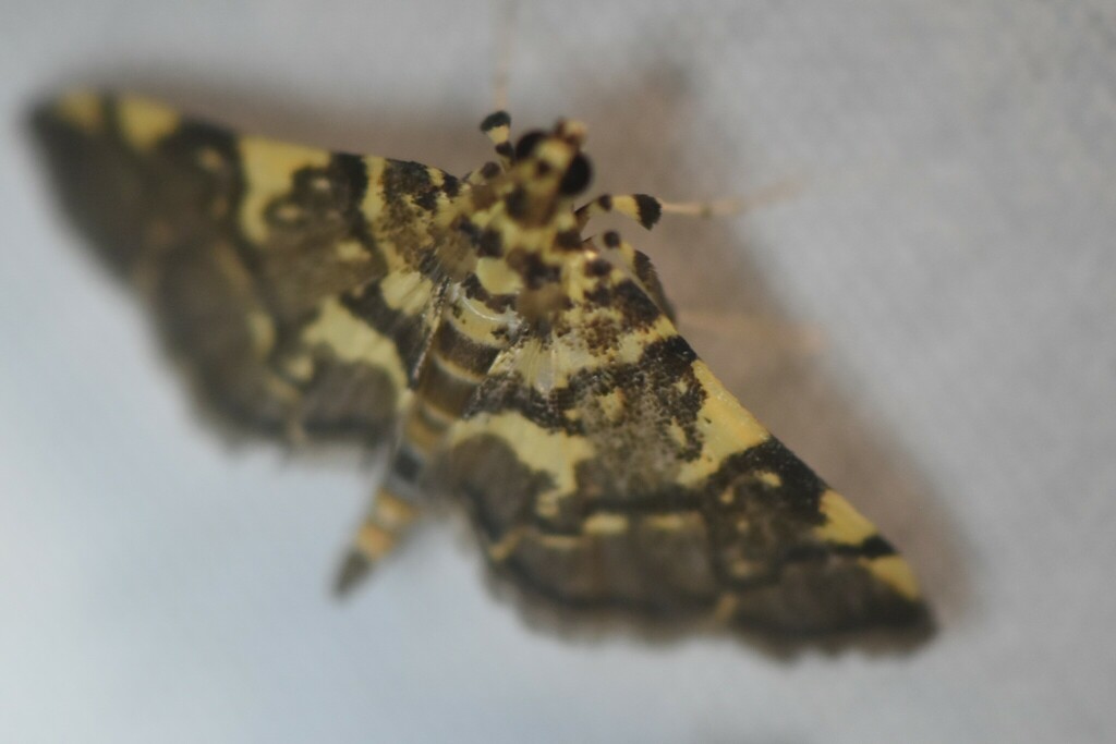 Checkered Apogeshna Moth from Tiger Creek, Florida, USA on August 18 ...
