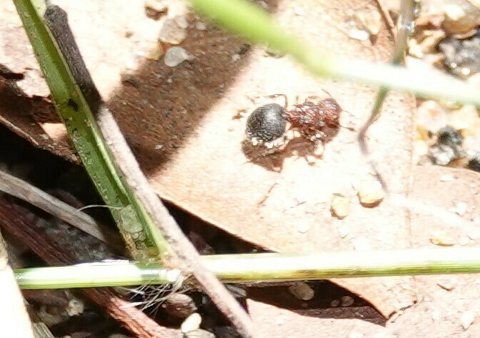 Bicolored Shield Ant from Adyar, Chennai, Tamil Nadu, India on August ...