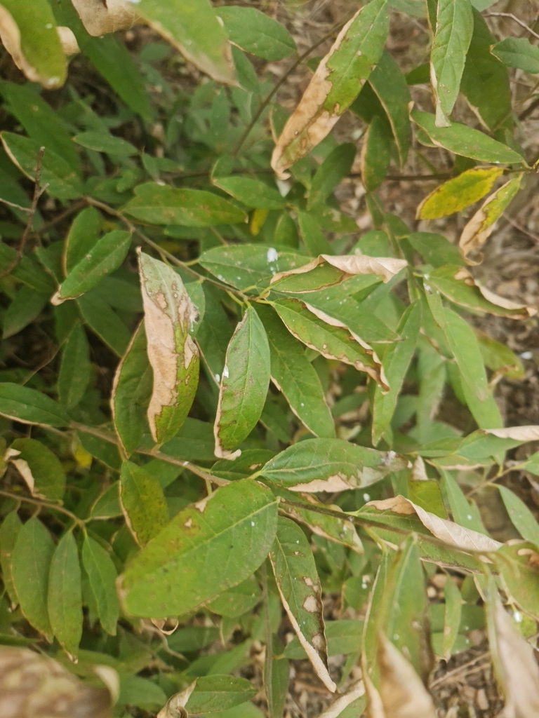 Wild Peach from Merafong City Local Municipality, South Africa on ...