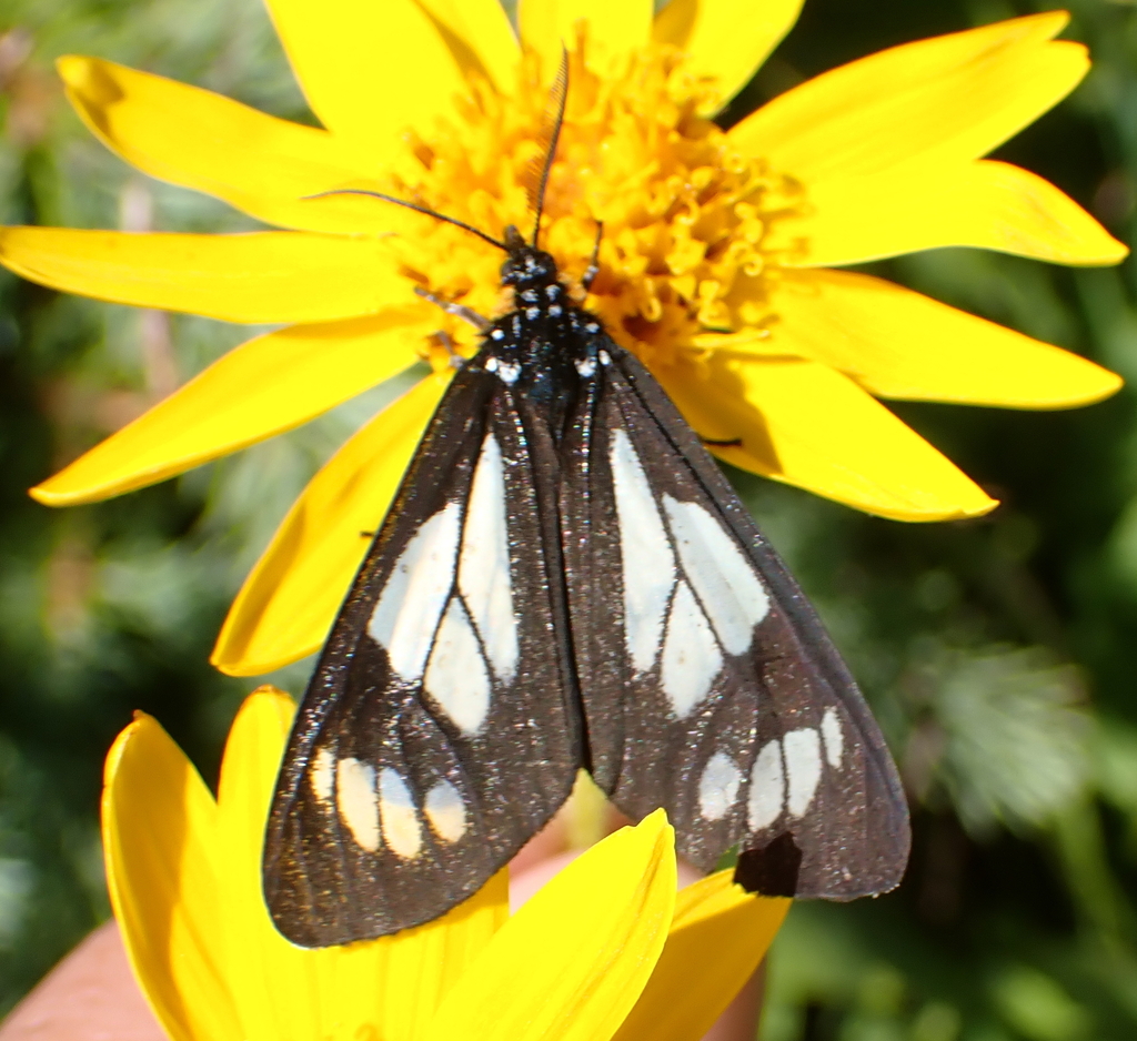 Police Car Moth from Mineral County, CO, USA on August 8, 2023 at 12:52 ...