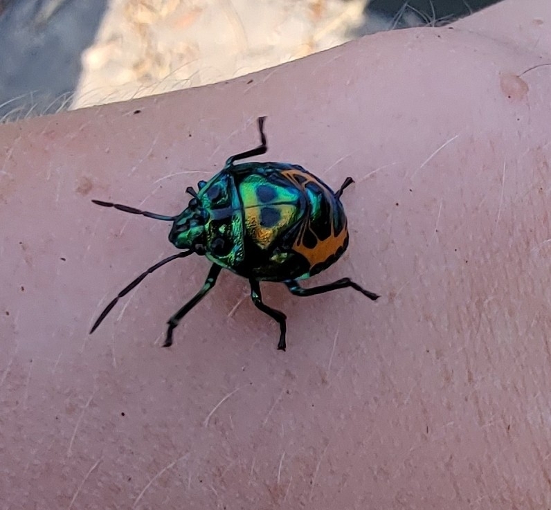 Death Head Bug from Daisen, JP-TT, JP on August 19, 2023 at 03:41 PM by ...