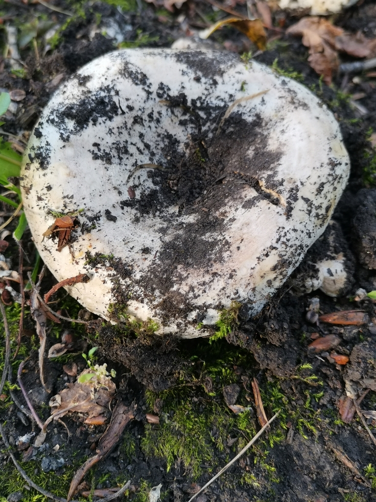 Blushing Milkcap from Эльмаш, Екатеринбург, Свердловская обл., Россия ...
