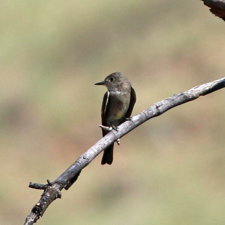 Western Wood-Pewee from Pima County, AZ, USA on August 16, 2023 at 10: ...