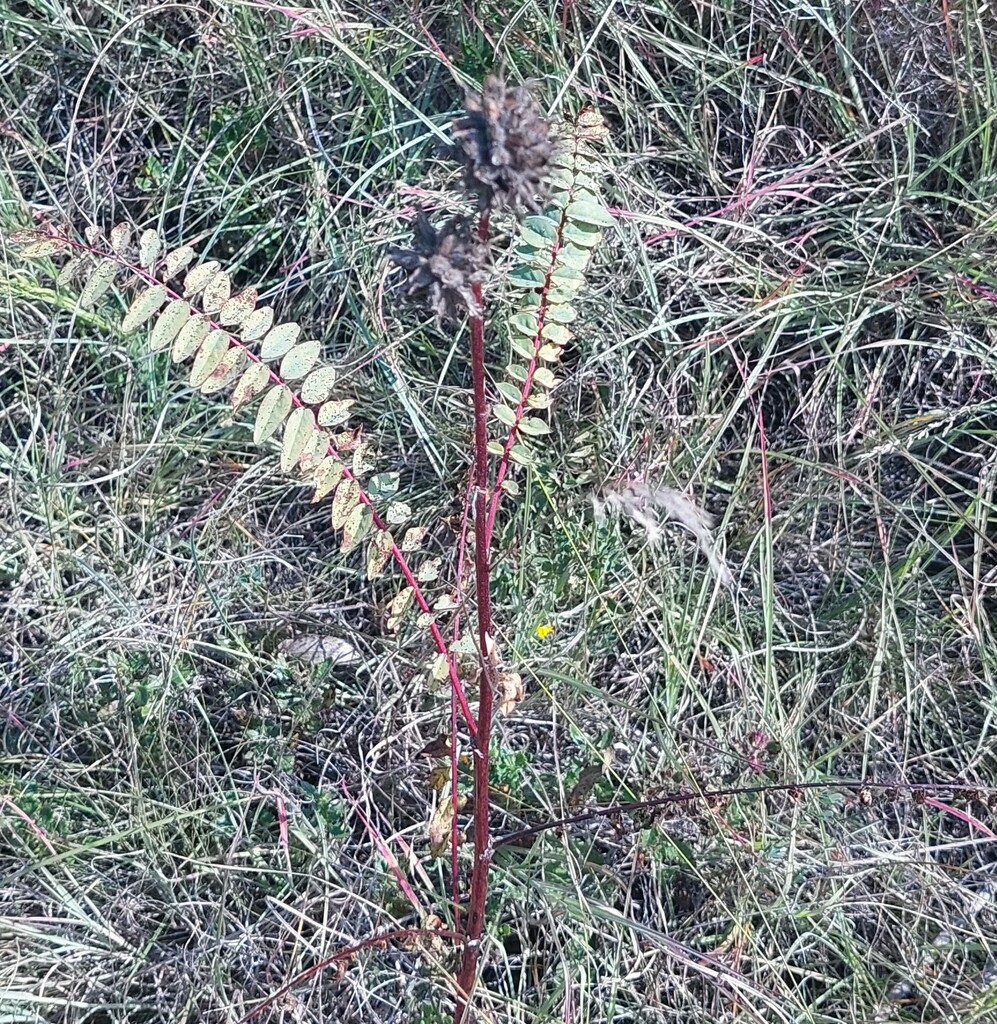 Astragalus ponticus from Новоодесский район, Николаевская область ...