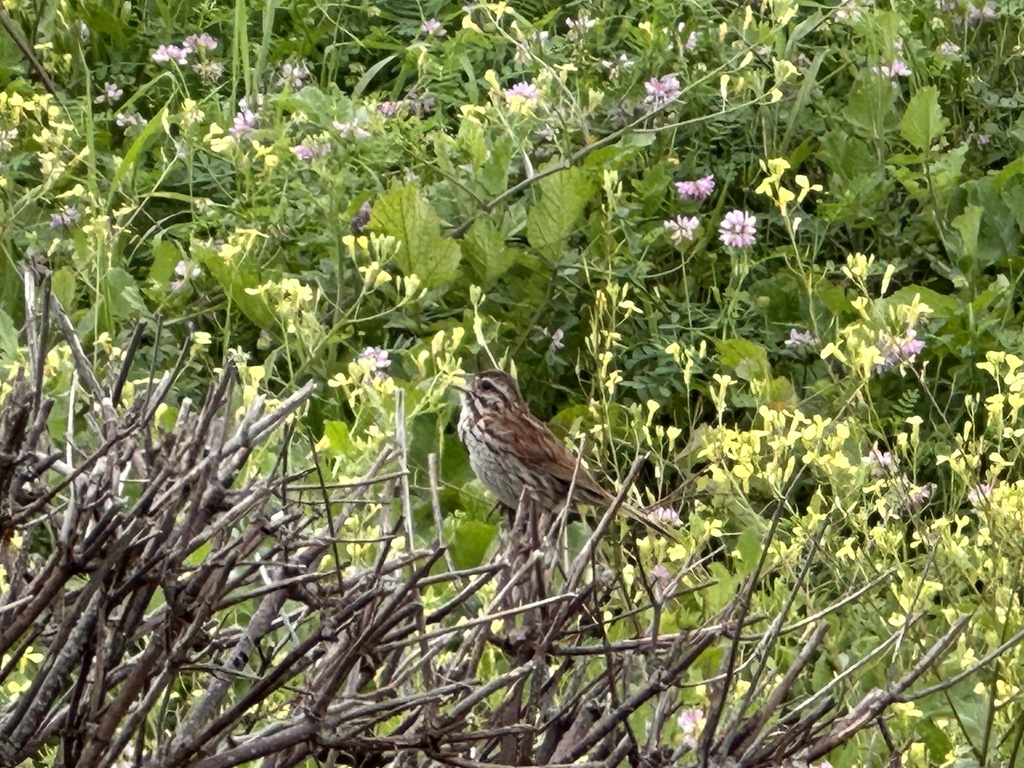 Birds from Howling cave kennebunkport ME on July 27, 2023 at 12:22 PM ...
