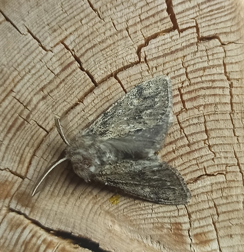 Gynaephora angelus · iNaturalist United Kingdom