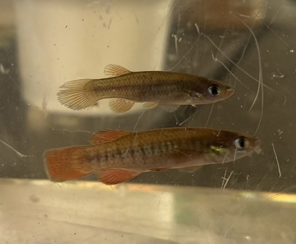 Redface Topminnow from Venus, FL, US on August 19, 2023 at 12:57 PM by ...