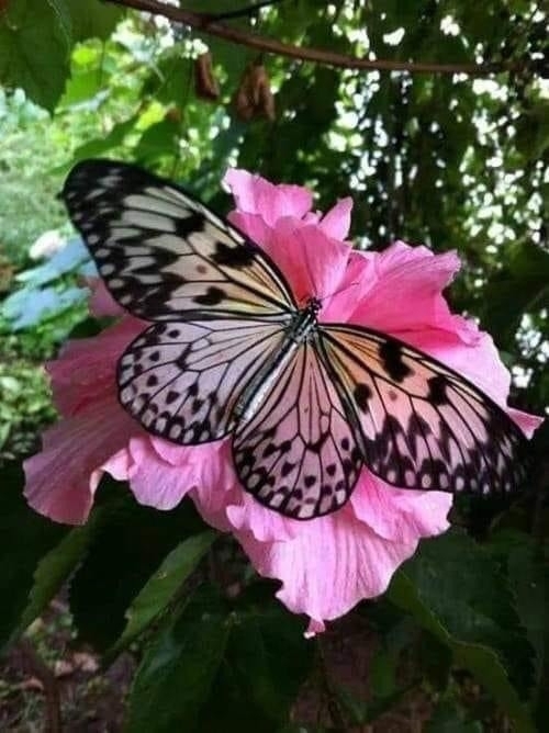 Rice Paper Butterfly from Caxixe Frio on August 19, 2023 by Nauani ...