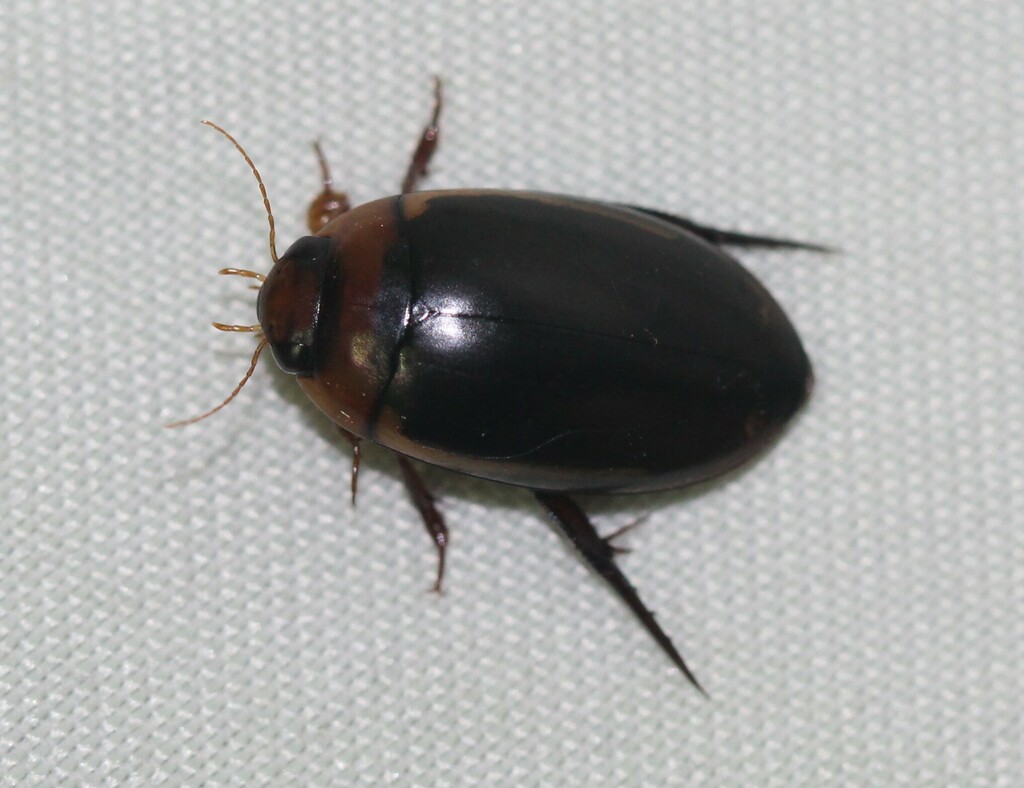 Hydaticus bimarginatus from South Side, Corpus Christi, TX, USA on July ...